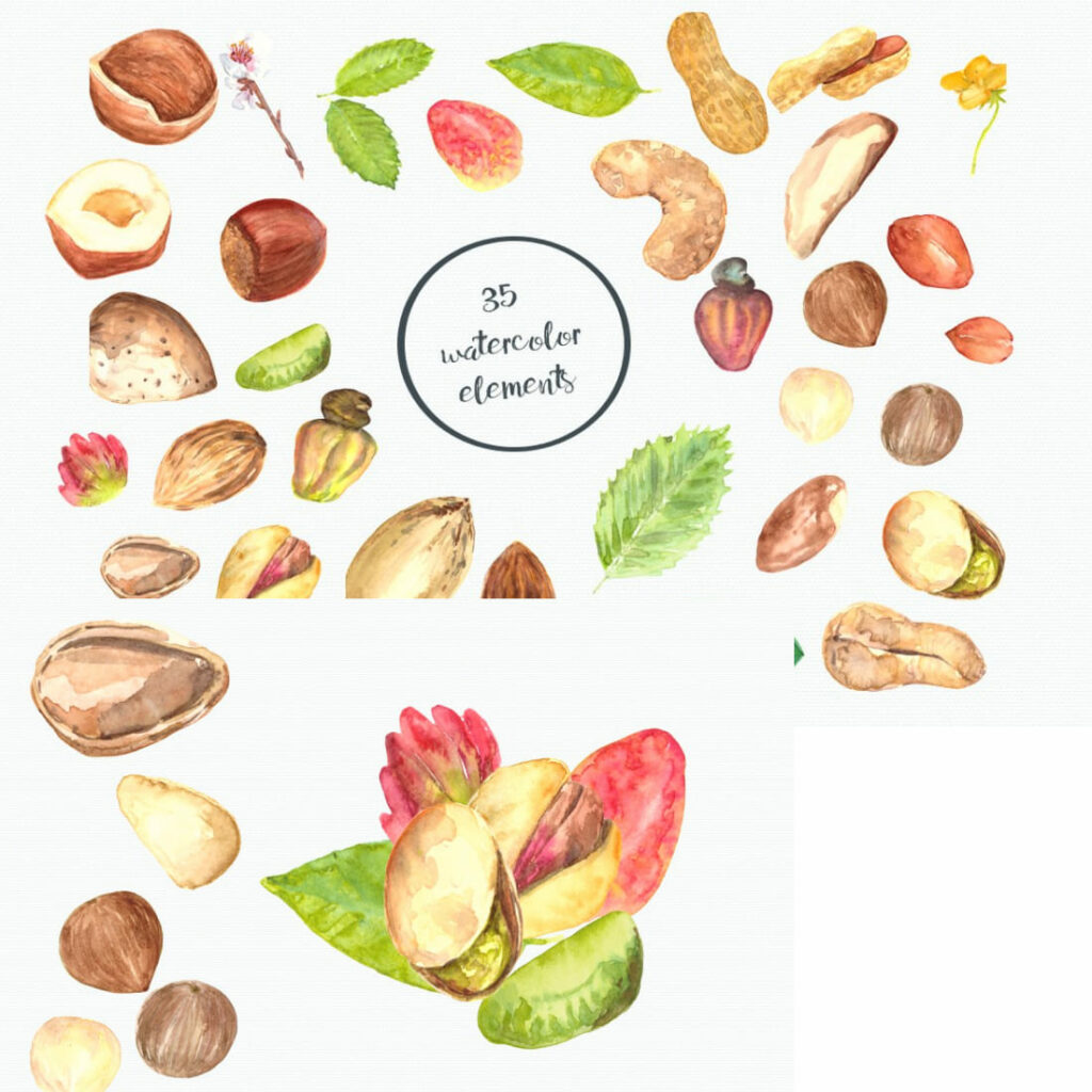 Nuts - Watercolor Clip Art Set – MasterBundles