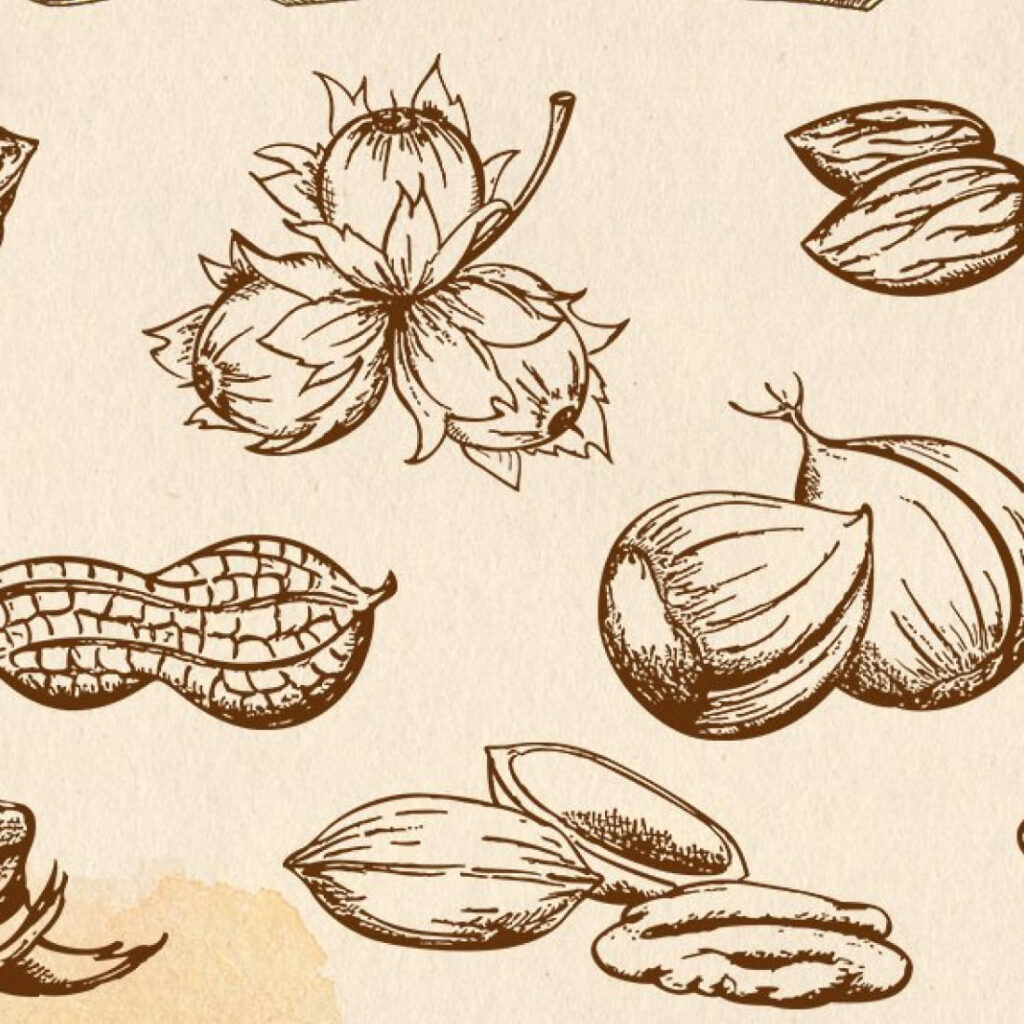 Set of Hand Drawn Vintage Nuts – MasterBundles