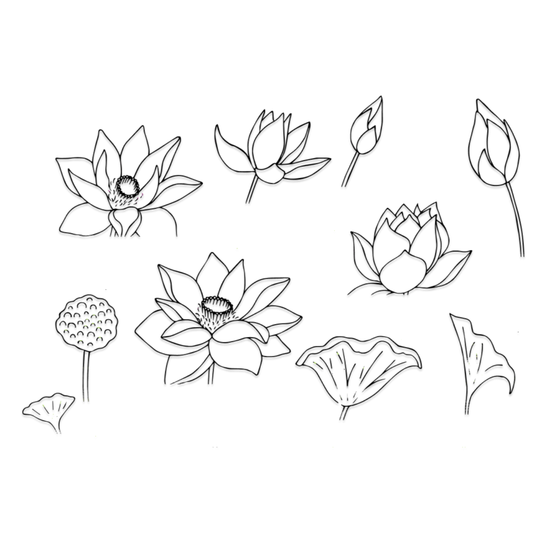 Lotus Flower SVG Bundle – MasterBundles