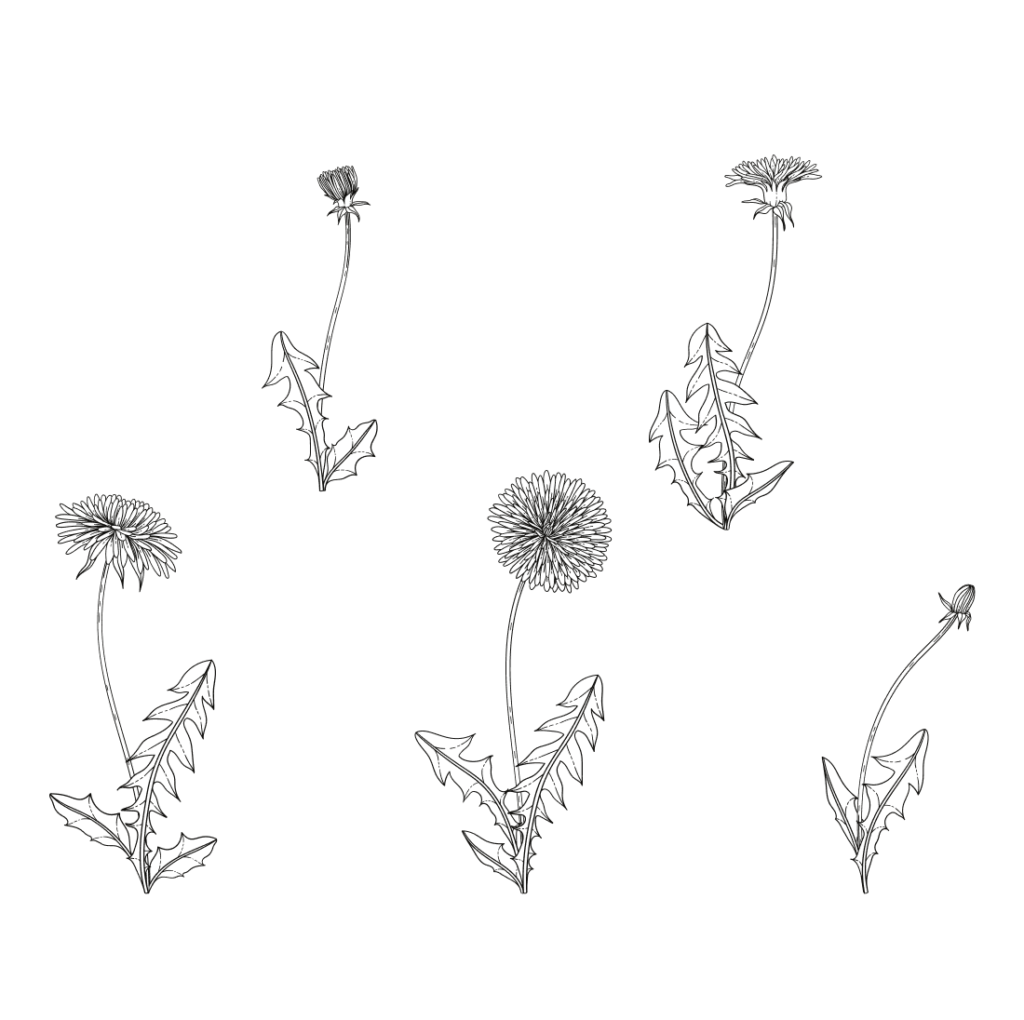 Simple Dandelion SVG – MasterBundles