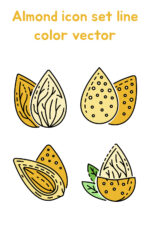 Almond Icon Set Line Color Vector – MasterBundles