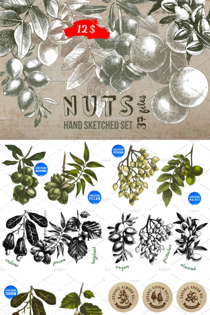 Hand Drawn Nuts Set – MasterBundles