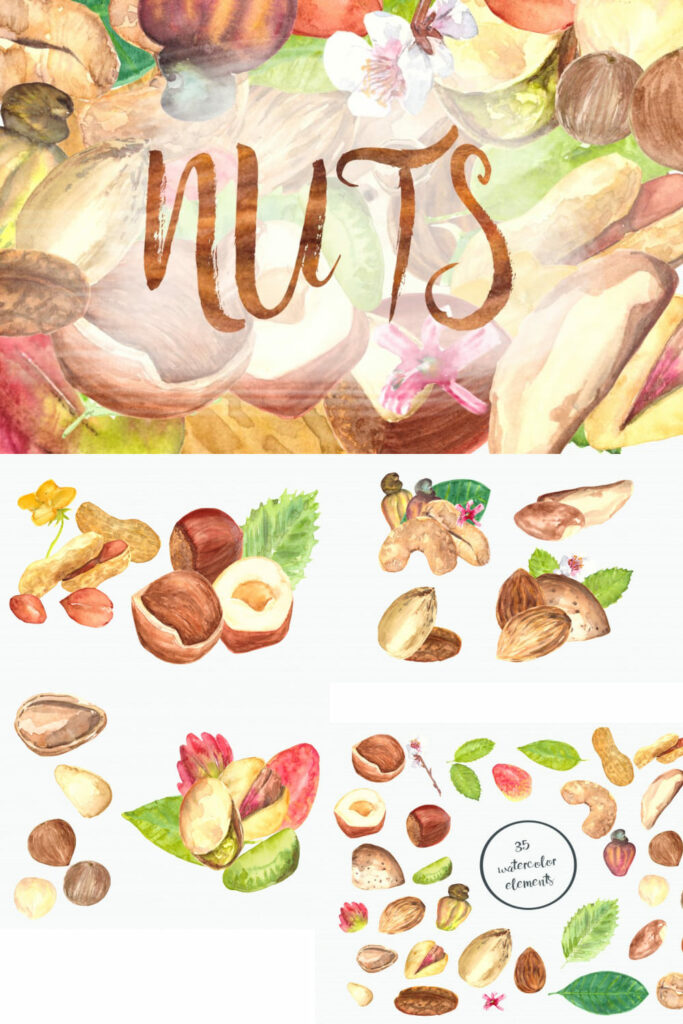 Nuts - Watercolor Clip Art Set – MasterBundles