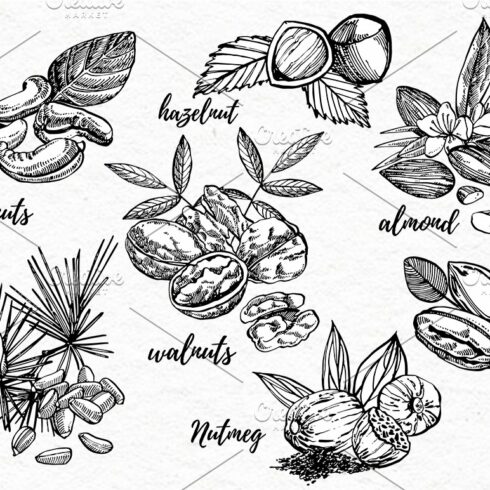 Nuts and Snacks – MasterBundles