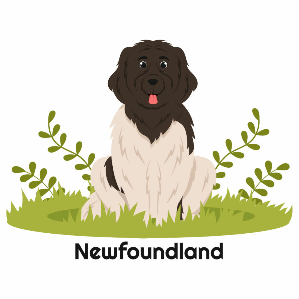 12 Newfoundland Dog Illustration - MasterBundles