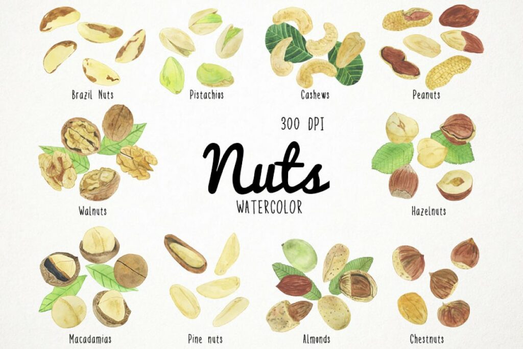 Watercolor Nuts Clipart – MasterBundles