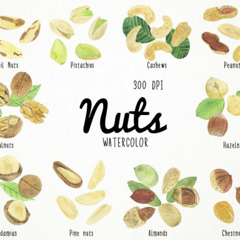 Watercolor Nuts Clipart | Master Bundles
