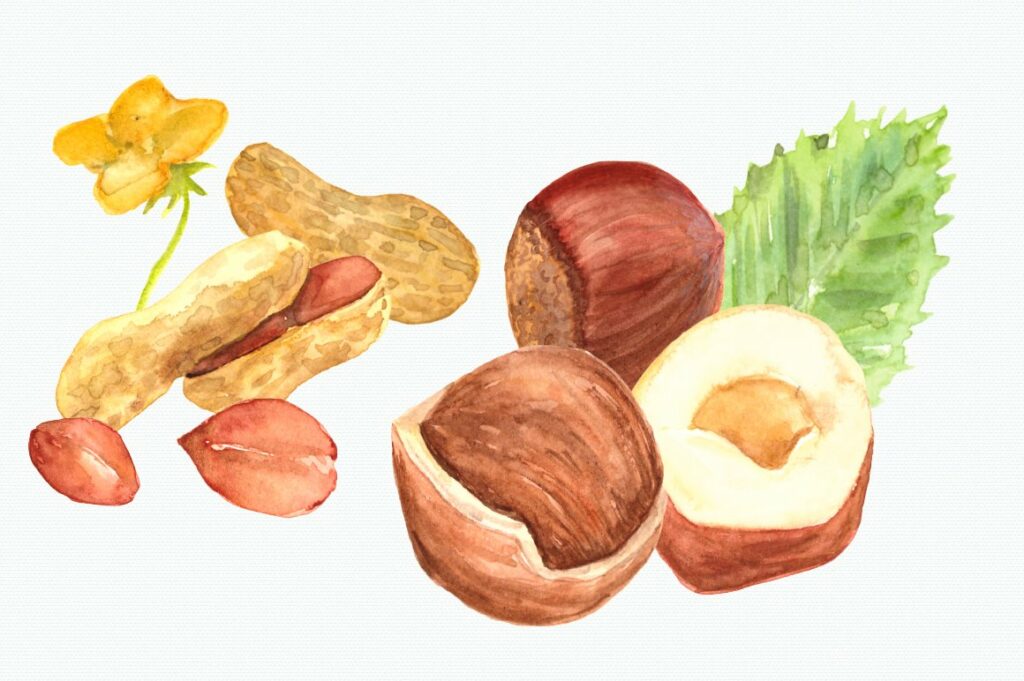 Nuts - Watercolor Clip Art Set | Master Bundles