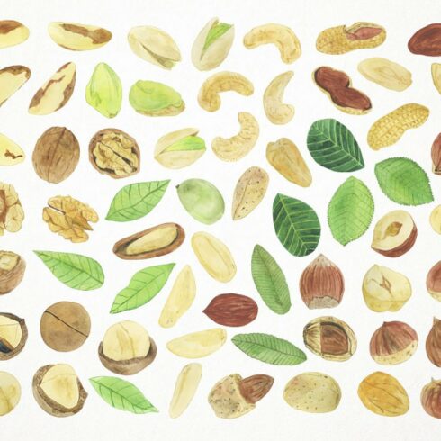 Watercolor Nuts Clipart | Master Bundles