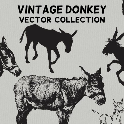 Vintage Donkeys Vector Collection | Master Bundles