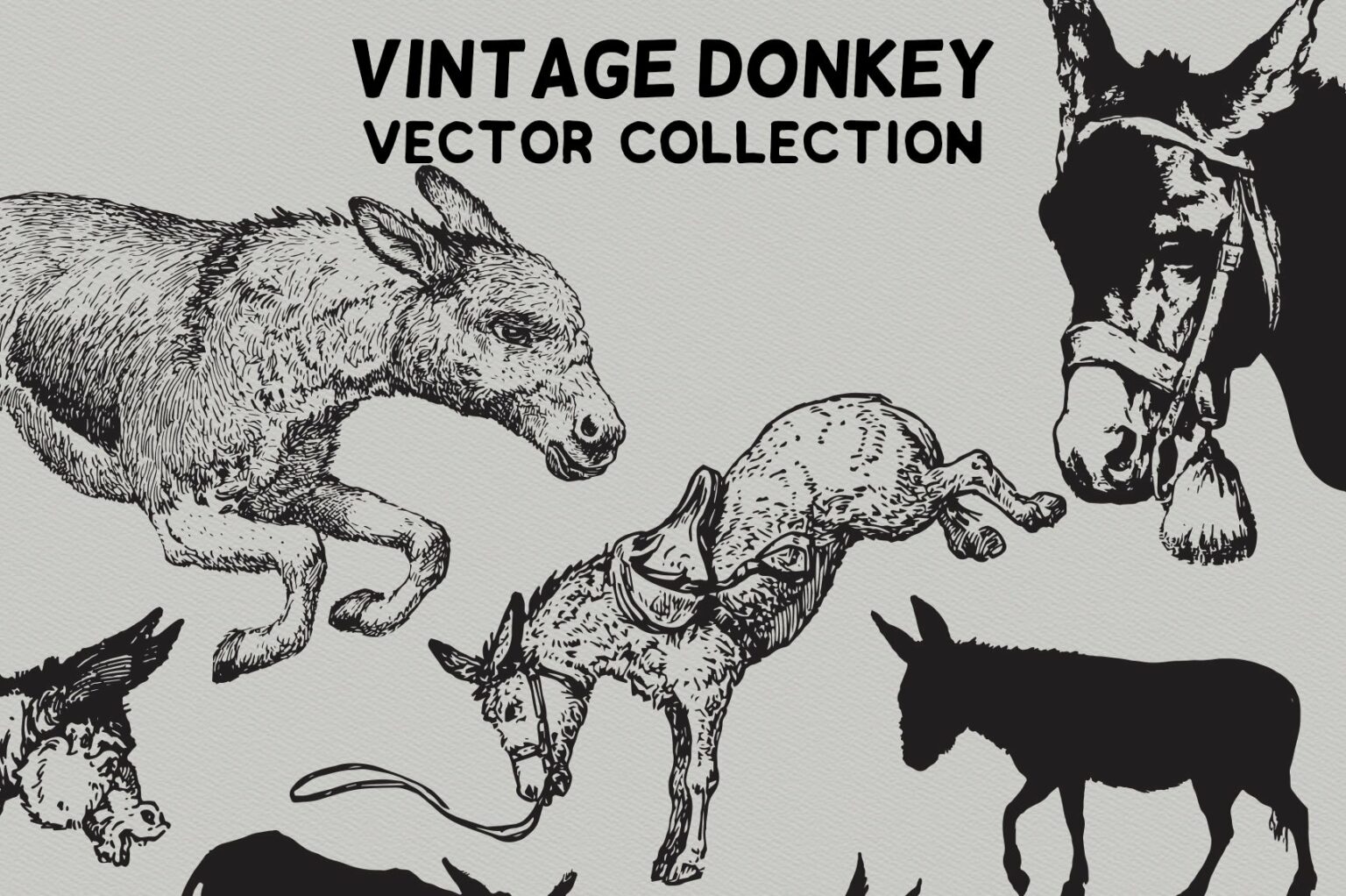 Vintage Donkeys Vector Collection – MasterBundles