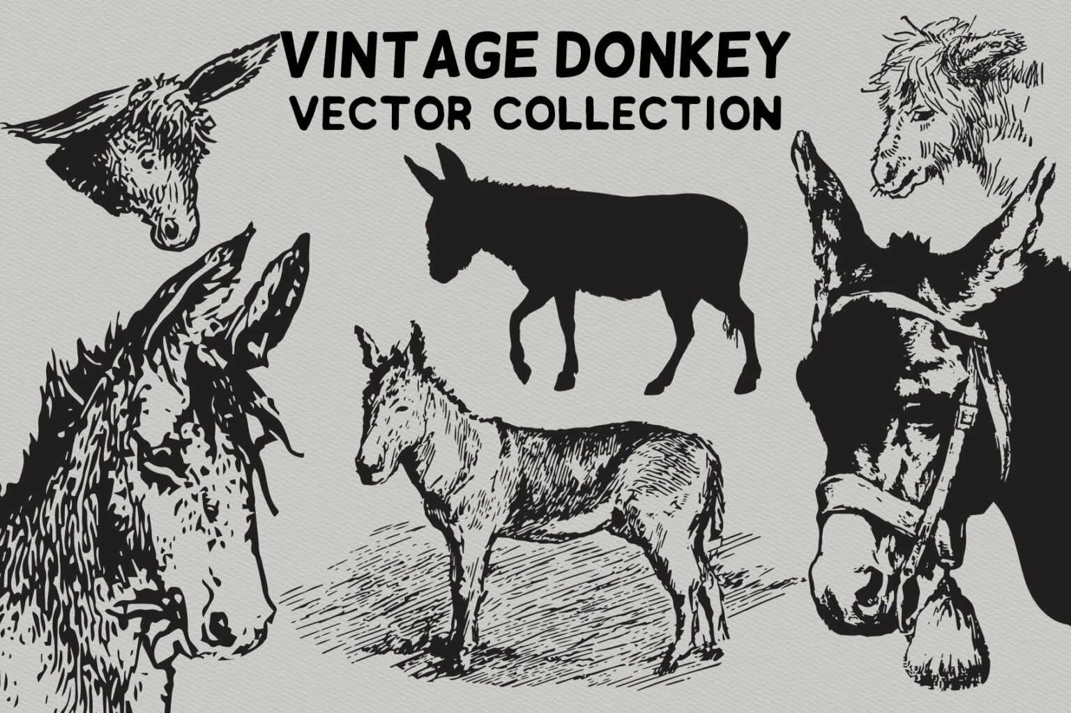 Vintage Donkeys Vector Collection – MasterBundles