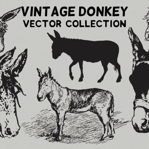 Vintage Donkeys Vector Collection | Master Bundles