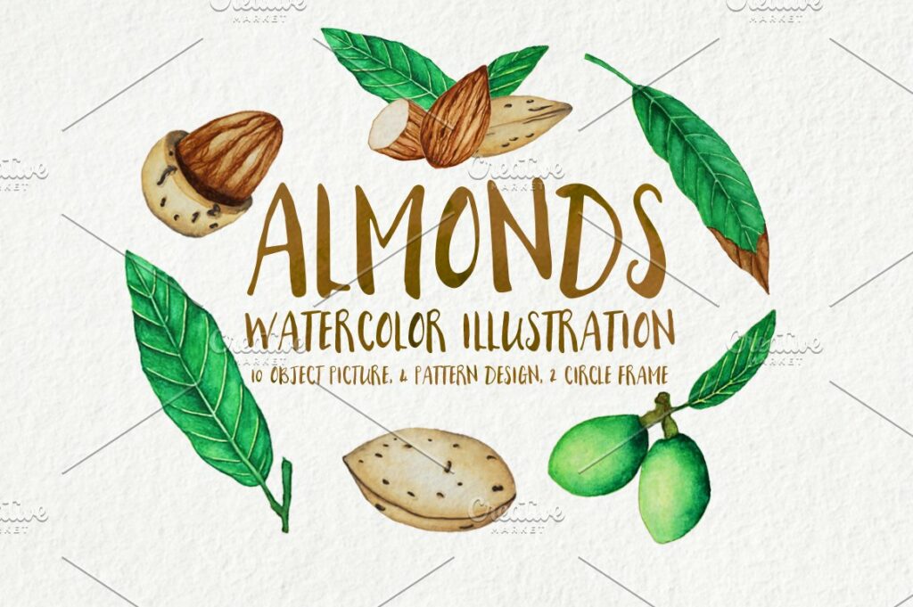 Almonds Watercolors Illustration – MasterBundles