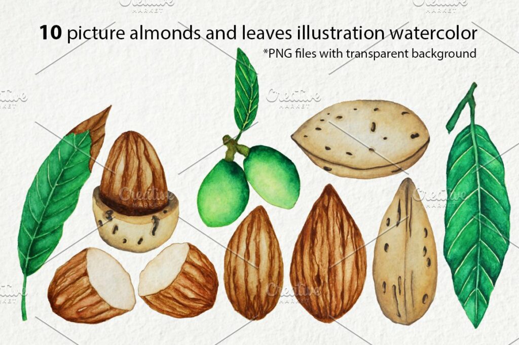 Almonds Watercolors Illustration – MasterBundles