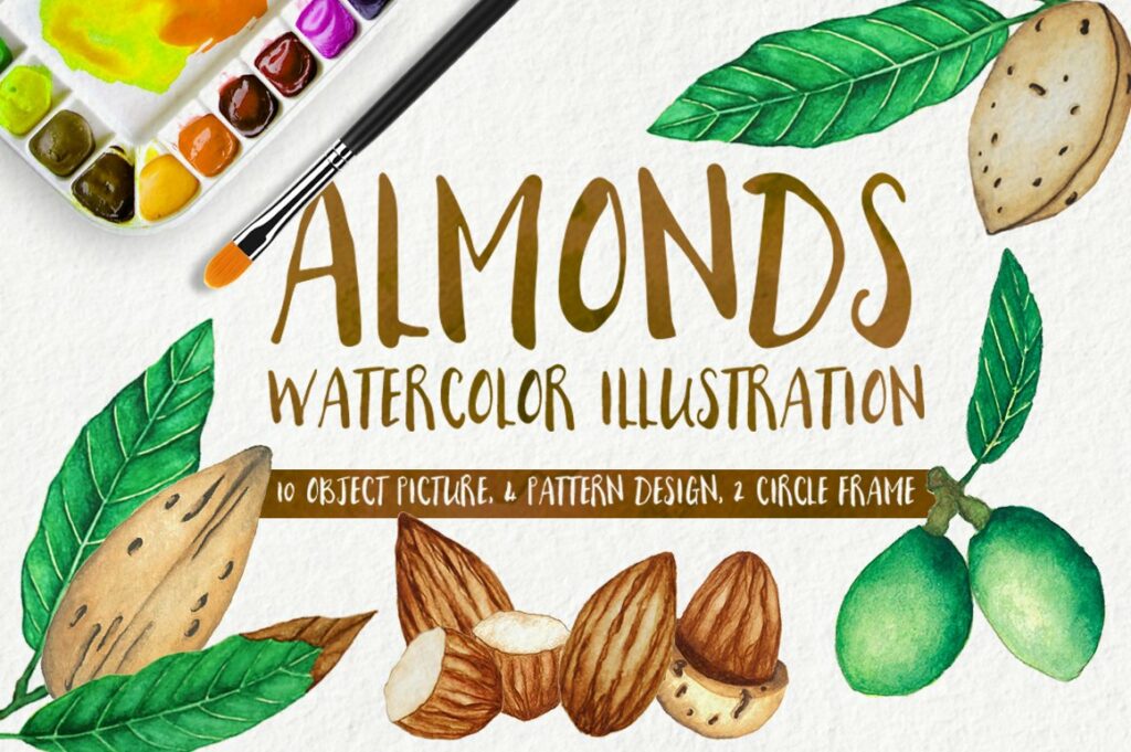 Almonds Watercolors Illustration – MasterBundles