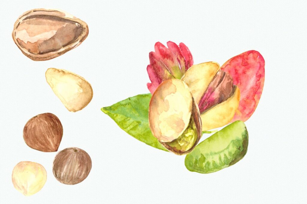 Nuts - Watercolor Clip Art Set – MasterBundles