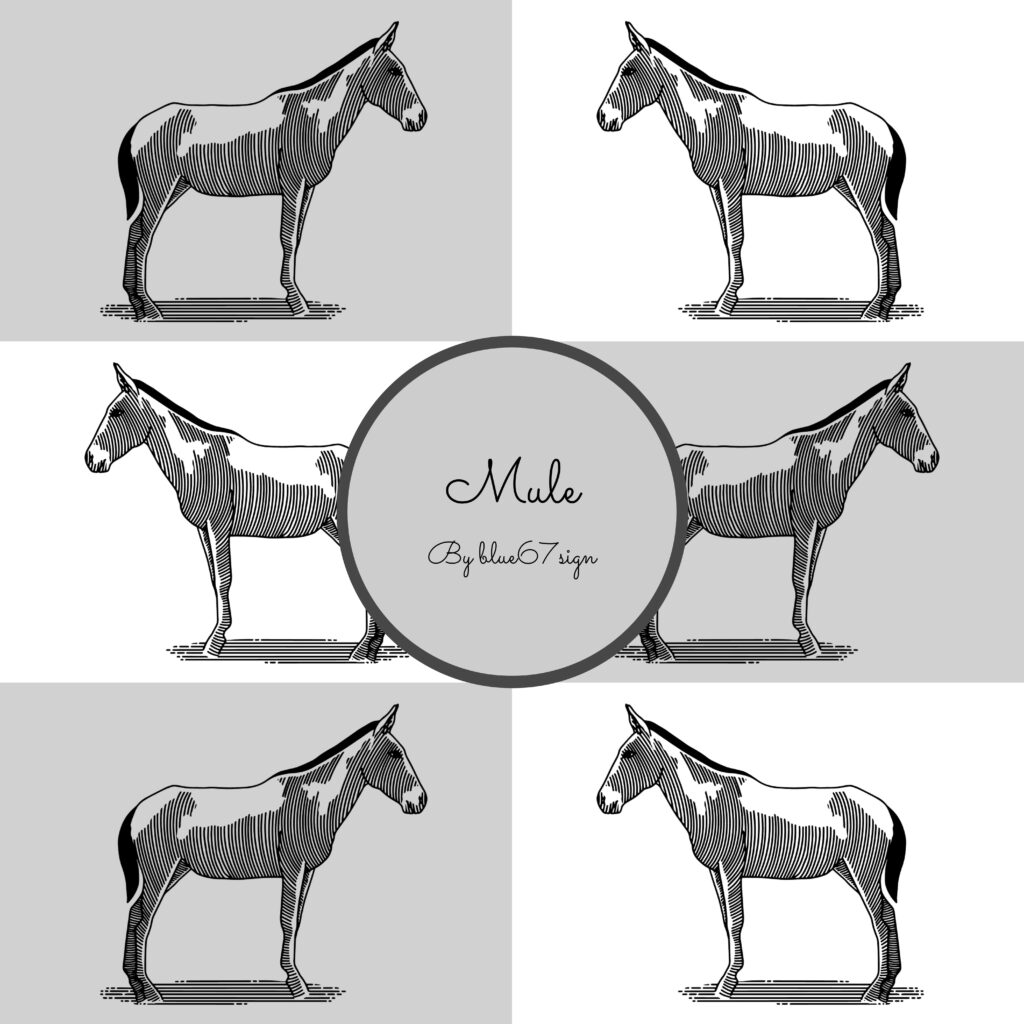 Mule Clipart Drawing Image – MasterBundles