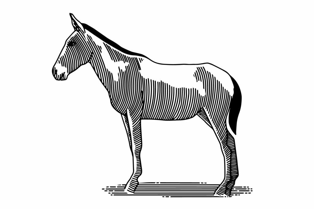 Mule Clipart Drawing Image – MasterBundles