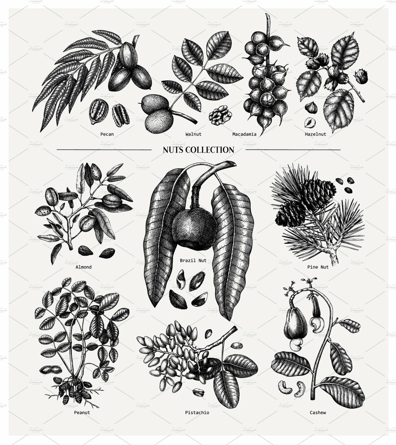 Nut Sketches. Vector Set – MasterBundles