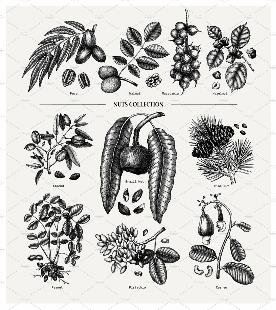 Nut Sketches. Vector Set – MasterBundles