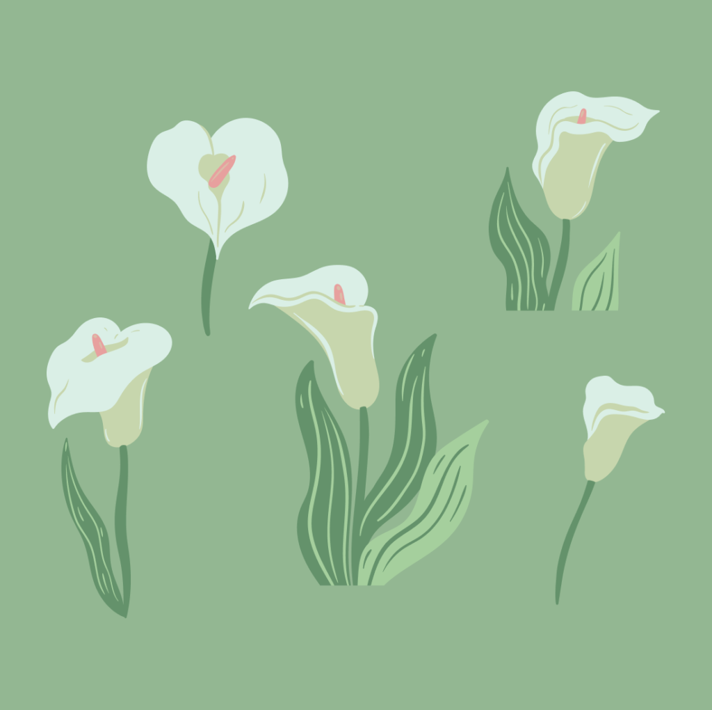 Calla Lily Svg