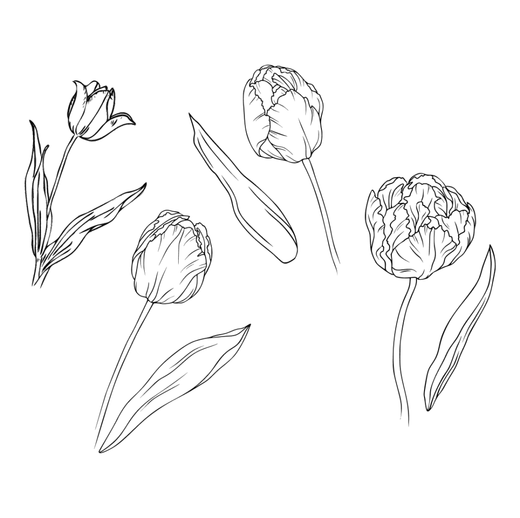 Ruffled Tulip SVG – MasterBundles
