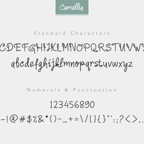 Camellia Monoline Font – MasterBundles