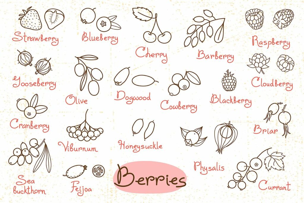 Berries - Design Set – MasterBundles