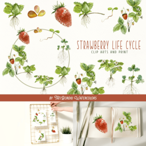 Strawberry Life Cycle Clip Arts and Print – MasterBundles