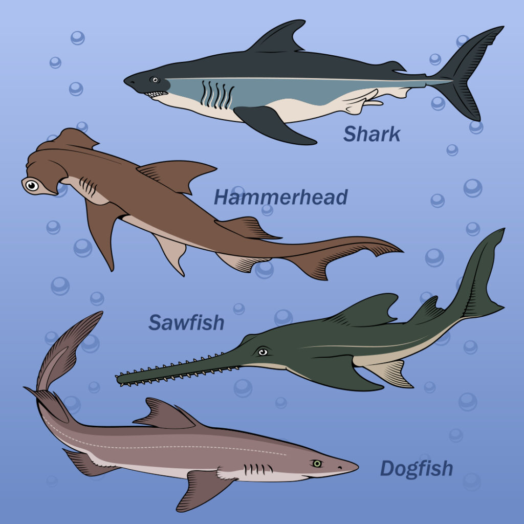 Sharks 4 Species Cliparts Bundle - MasterBundles