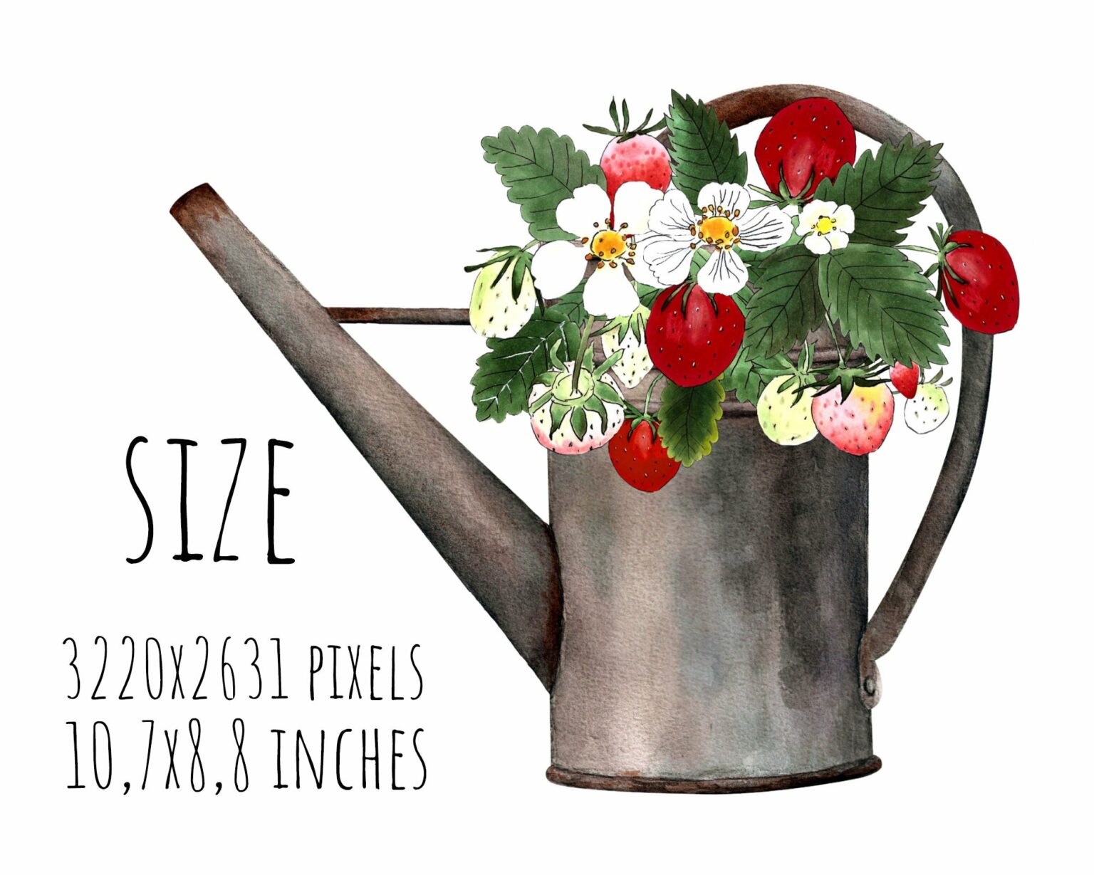 Strawberry Clipart. Summer Fruit PNG – MasterBundles