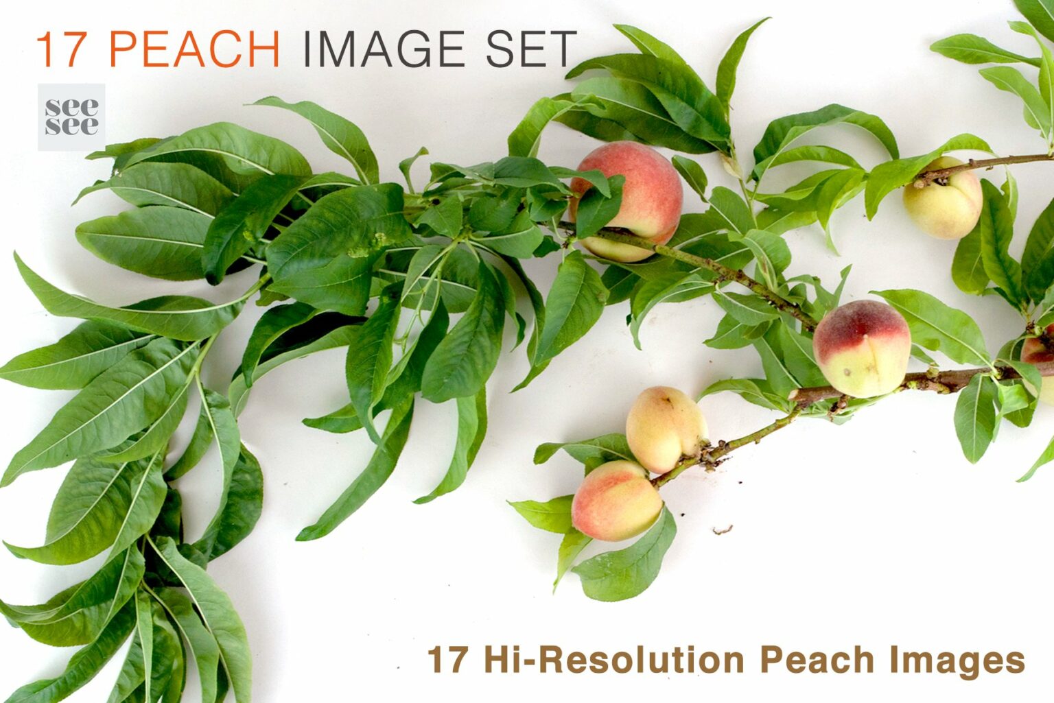 17 Hi-Res Peach Branch Image Set – MasterBundles