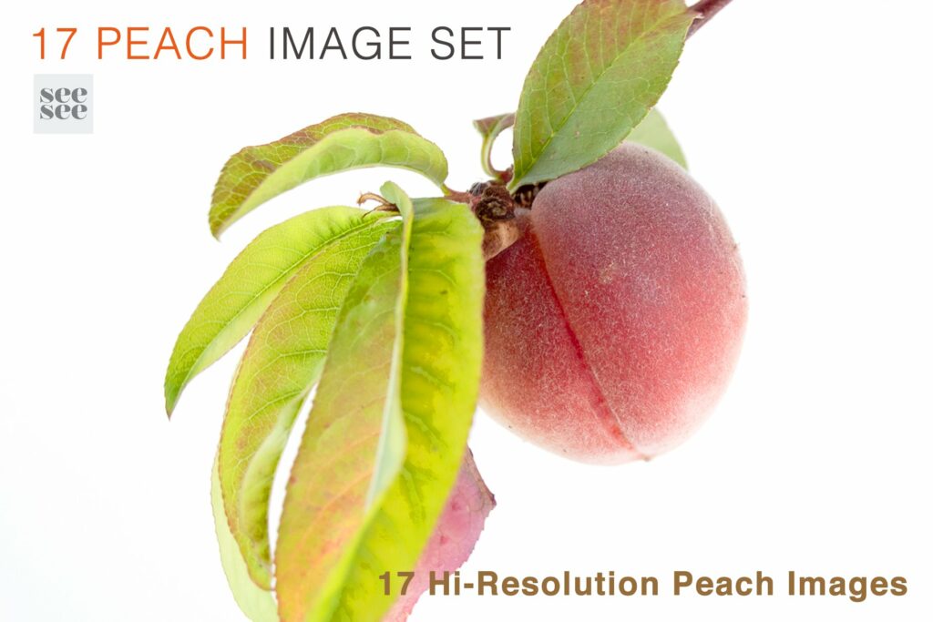 17 Hi-Res Peach Branch Image Set – MasterBundles