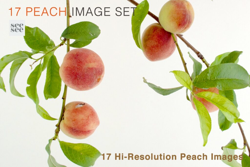 17 Hi-Res Peach Branch Image Set – MasterBundles