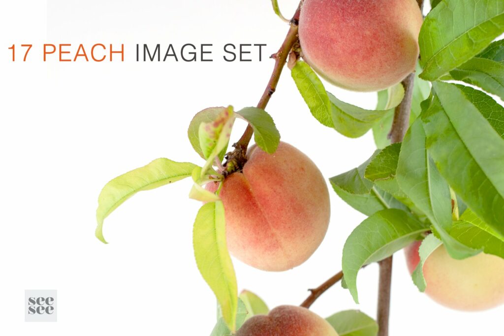 17 Hi-Res Peach Branch Image Set – MasterBundles