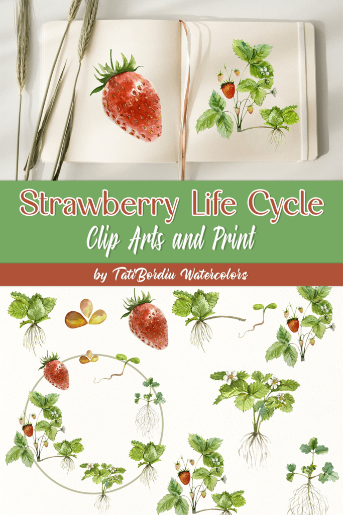 Strawberry Life Cycle Clip Arts and Print – MasterBundles