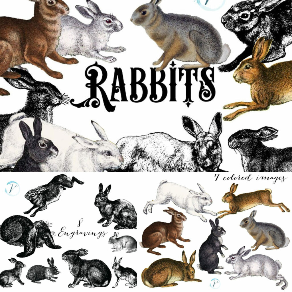 15 Vintage Rabbits Graphics – MasterBundles