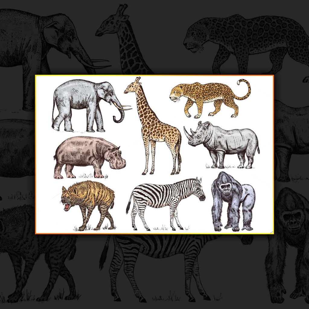 Set of African Animals – MasterBundles