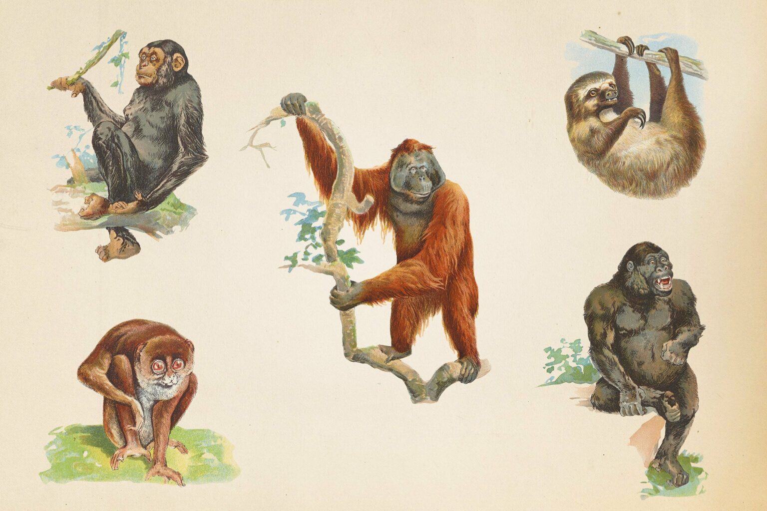 Vintage Jungle Animals – MasterBundles