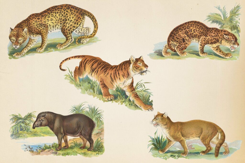 Vintage Jungle Animals – MasterBundles