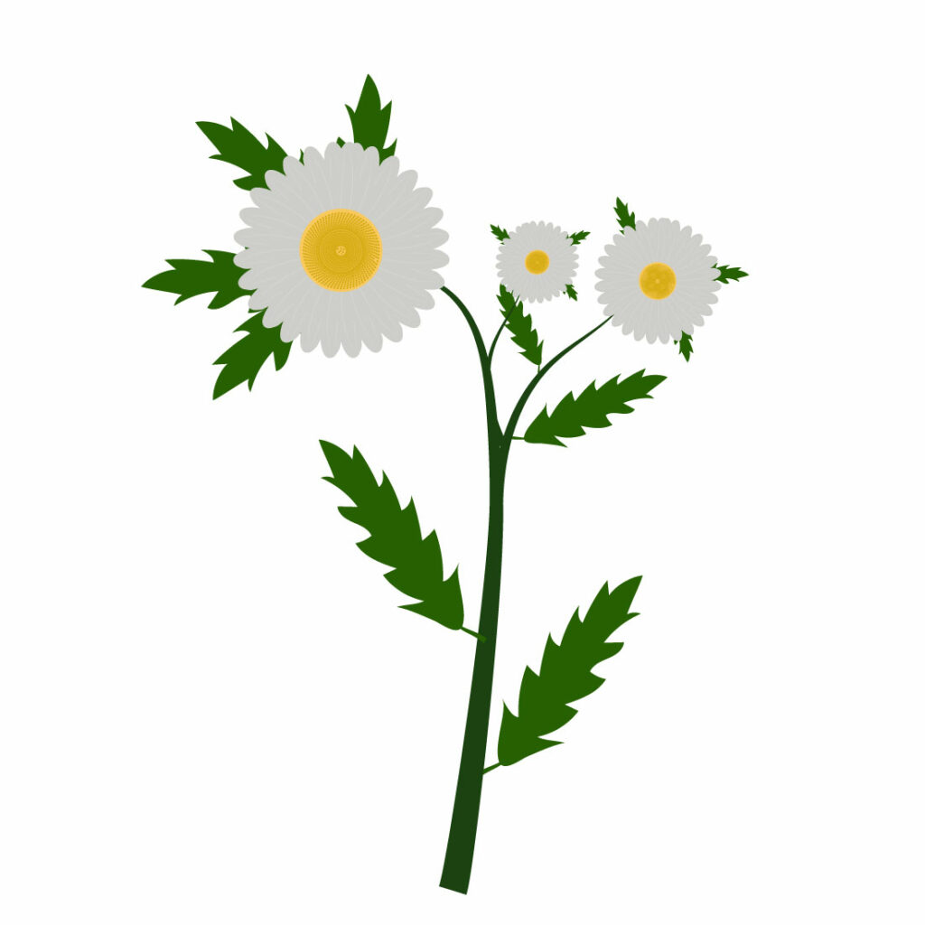 Beautiful Flower Vector Art Work Designs - MasterBundles