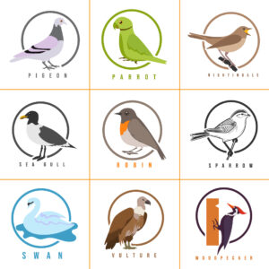 Bird Logo Design set - MasterBundles