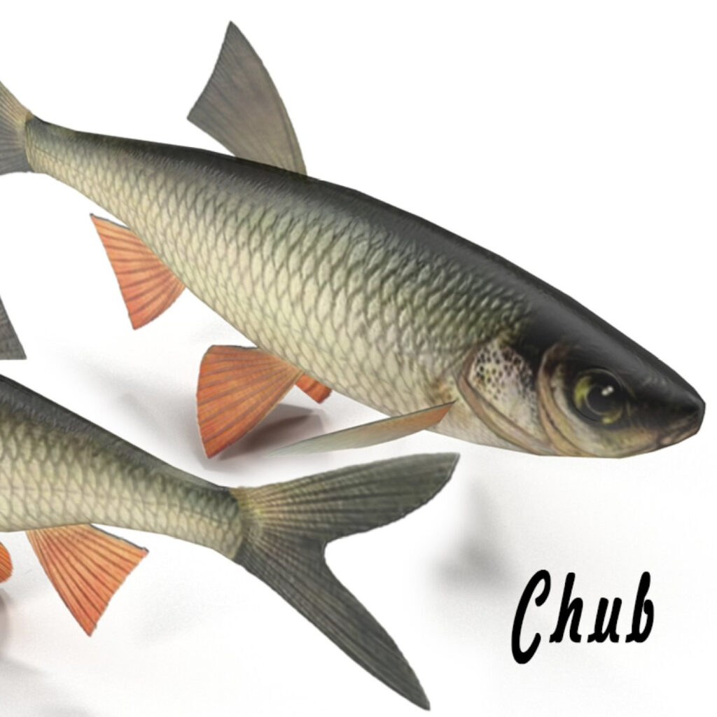 Chub – MasterBundles