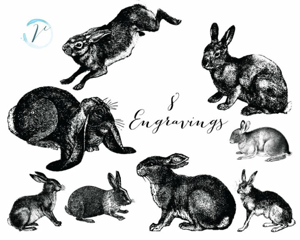 15 Vintage Rabbits Graphics – MasterBundles