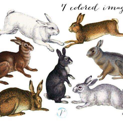 15 Vintage Rabbits Graphics | MasterBundles