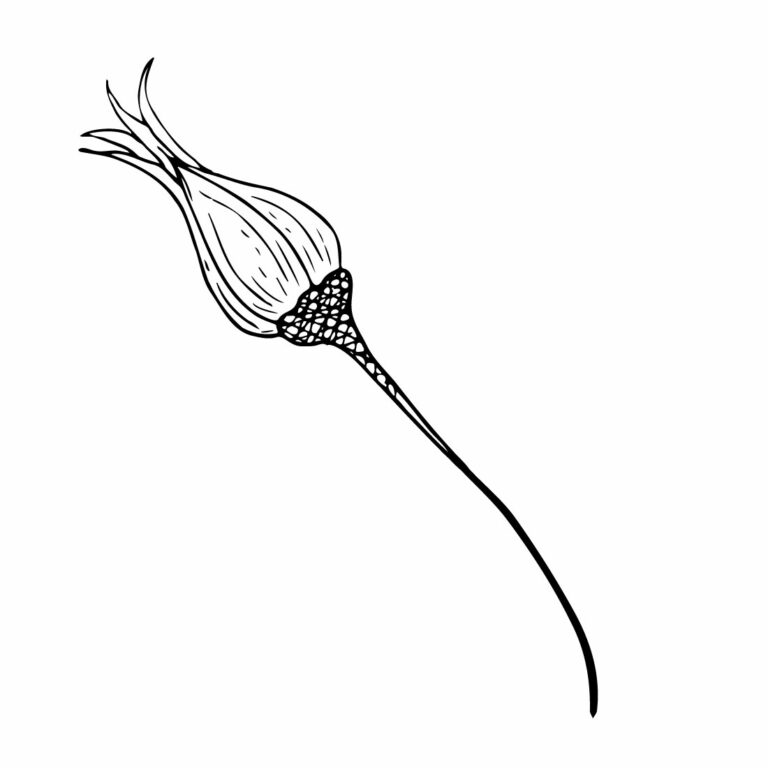 Floral Arrangement in the Style of Line Art - MasterBundles