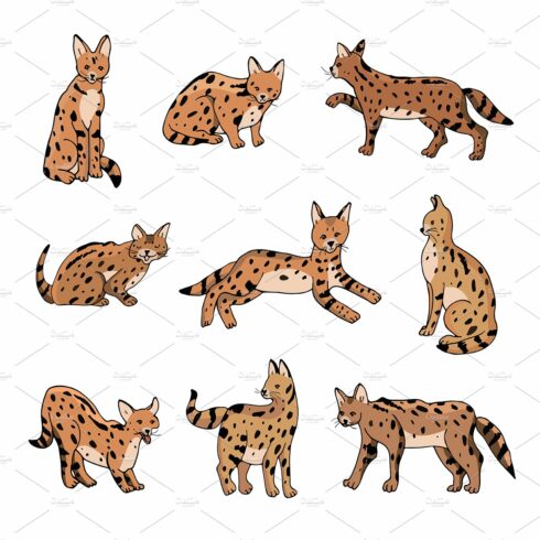 Serval Illustrations Set + Seamless Patterns – MasterBundles