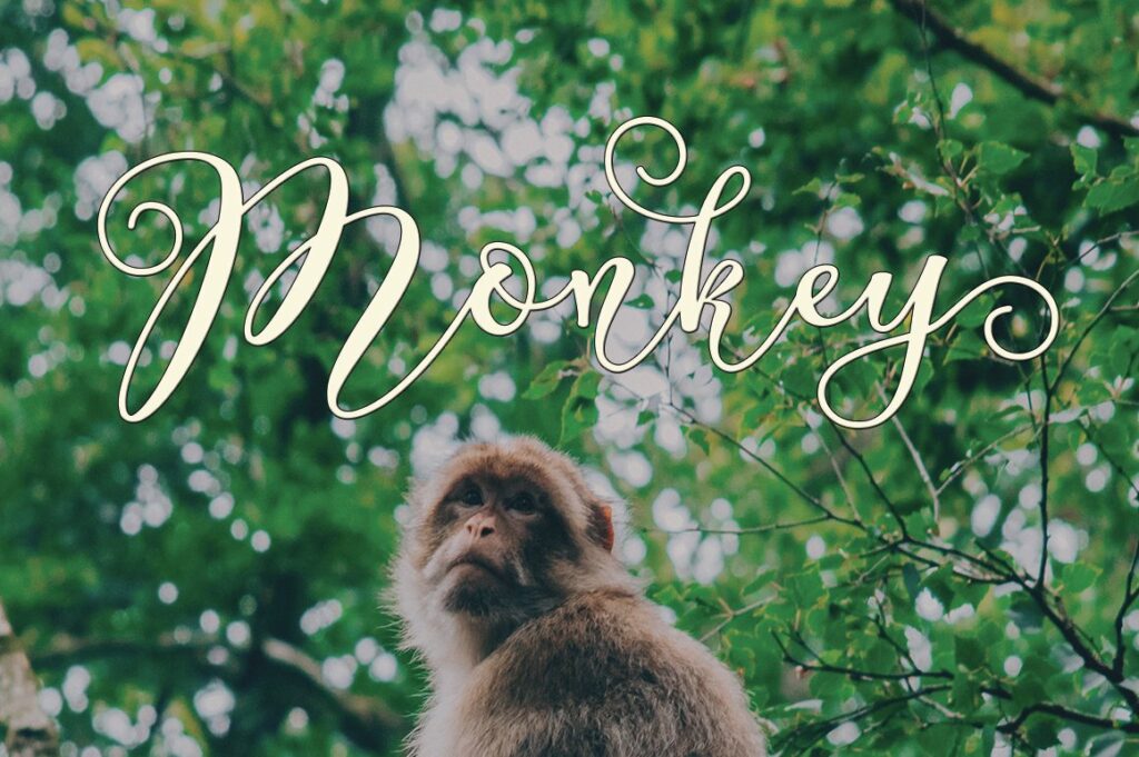Carolina Stylish Calligraphy Font – MasterBundles