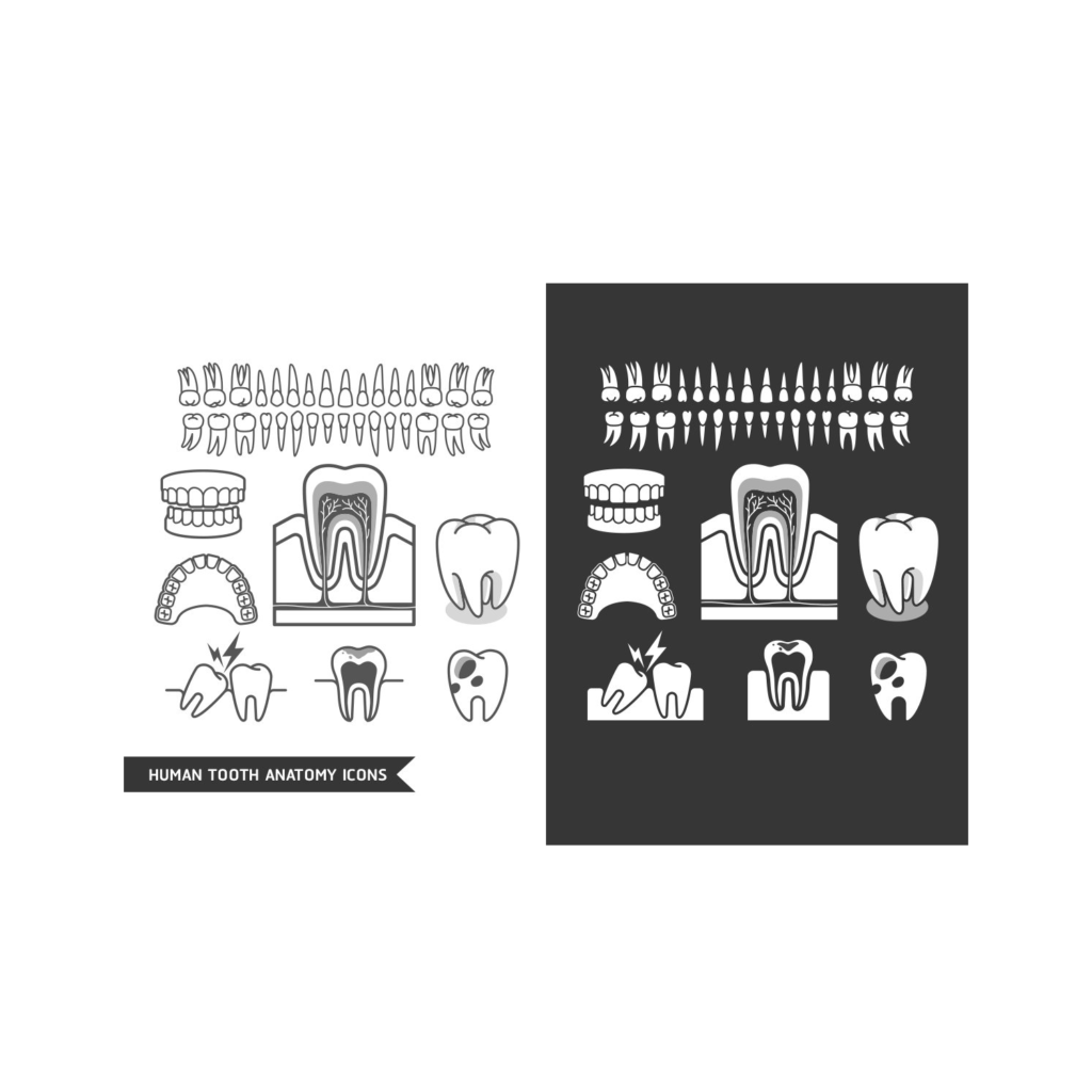 Human Tooth Anatomy Icons Set – MasterBundles